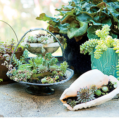 20 Cute Indoor Succulent Plant Decor Ideas To Beautify Your Home ...