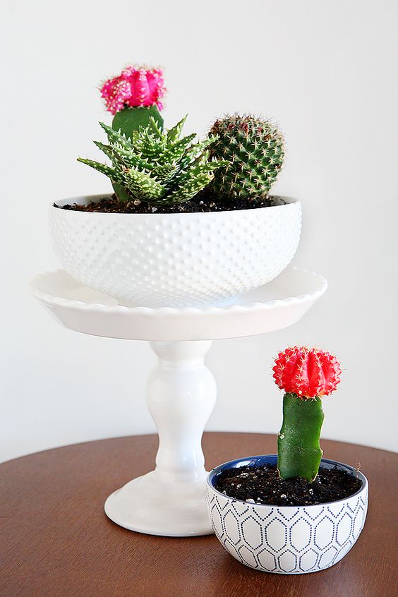 20 Cute Indoor Succulent Plant Decor Ideas To Beautify Your Home ...