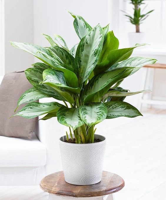 15 Indoor Plants That Don’t Need Sunlight - Kisses for Breakfast